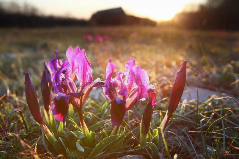 Spring smile stock photo. Image of prairie, flowers, flora - 24477558