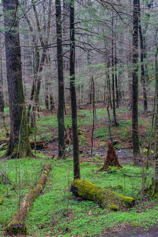 Spring in the Great Smoky Mountains National Park Stock Photo - Image ...