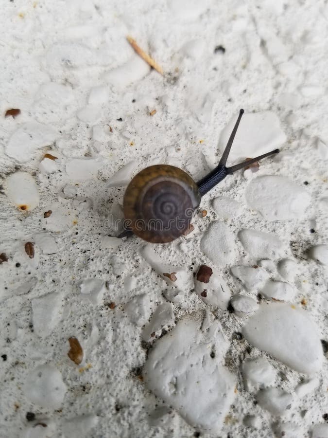 Spring snail stock photo. Image of slowpoke, spring - 115147180
