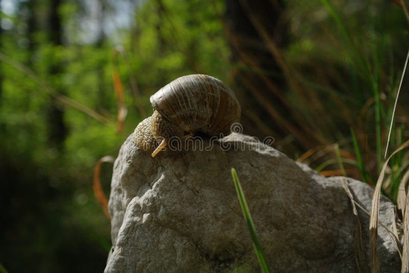 Spring snail stock photo. Image of macro, floral, bush - 214644124
