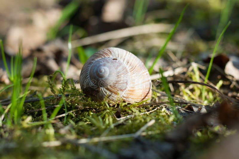 Spring snail stock photo. Image of macro, floral, bush - 214644124