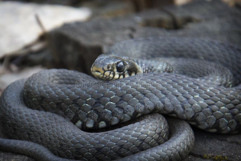 In the Spring, a Snake Lies on a Stump in the Forest Stock Image ...