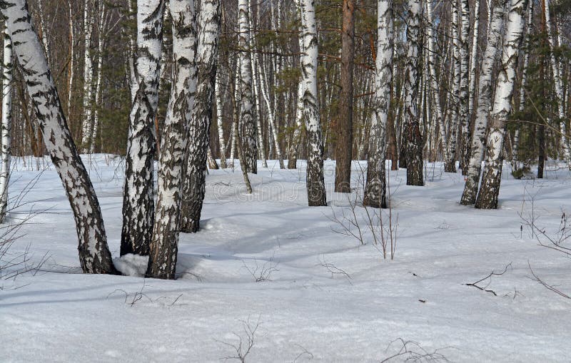 Spring Snow. Picture Image: 637117