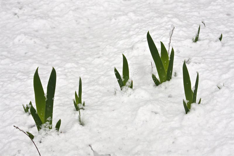 Spring Snow stock image. Image of plants, flakes, spring - 8743281