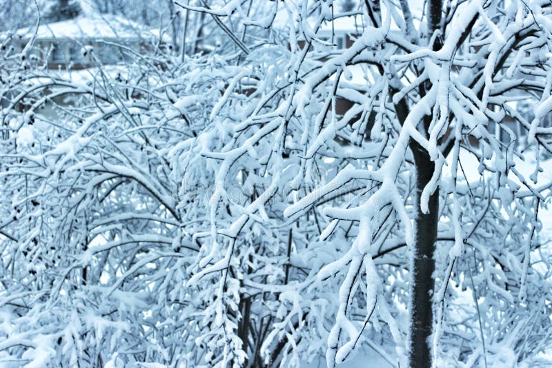 Spring Snow Picture. Image: 93552050