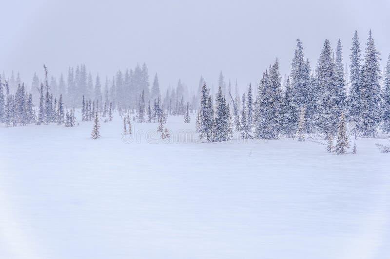 Spring Snow Falling in Alaska Wilderness Stock Image - Image of rural ...