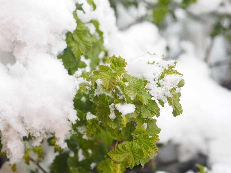 In Spring, Snow Fell on Green Leaves.a Phenomenon of Nature. Branches ...