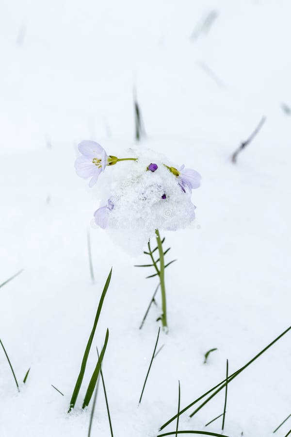 Spring and Snow stock photo. Image of blizzard, landscape - 94228258