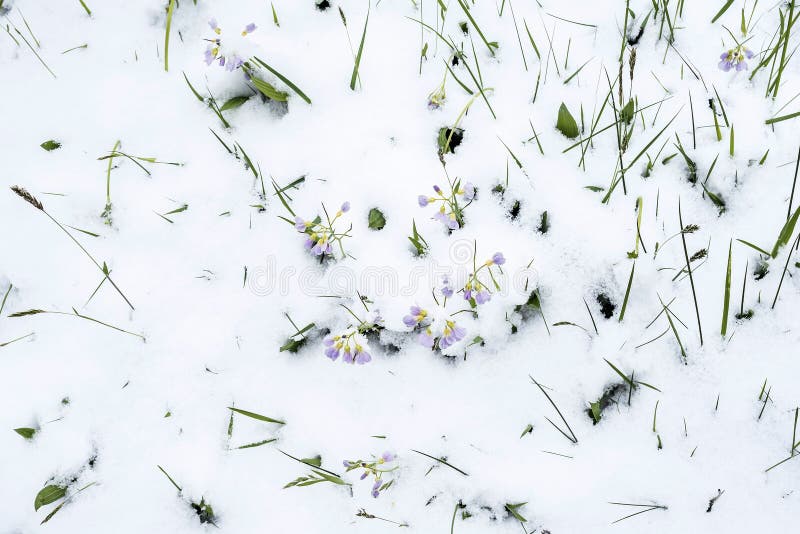 Spring and Snow stock photo. Image of beautiful, white - 94228304