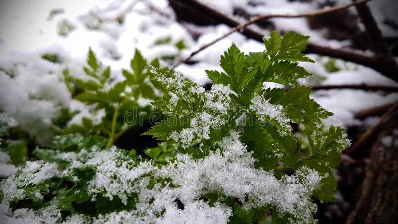 Spring Snow on the Green Grass. Stock Photo - Image of leaves, details ...