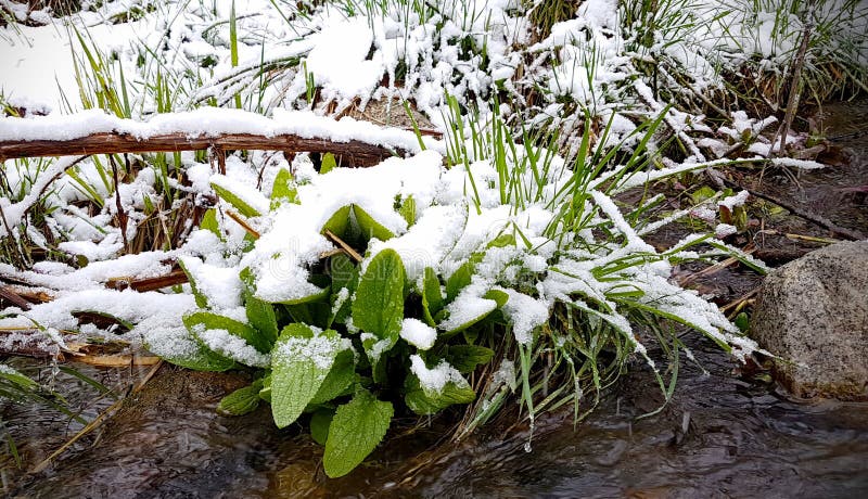 Spring Snow on the Green Grass. Stock Image - Image of sprouts, snow ...