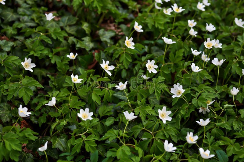 Flowers End Fox Stock Photos - Free & Royalty-Free Stock Photos from ...