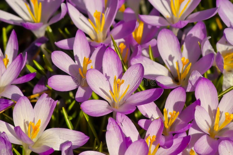 Spring Awakening, Flowers of Crocuses on Meadow in Spring Stock Image ...