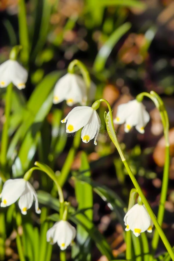 Spring Awakening, Blossom of Spring Snowflake in Spring, Leucojum ...