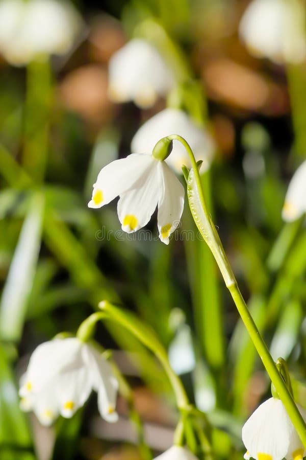 Spring Awakening, Blossom of Spring Snowflake in Spring, Leucojum ...
