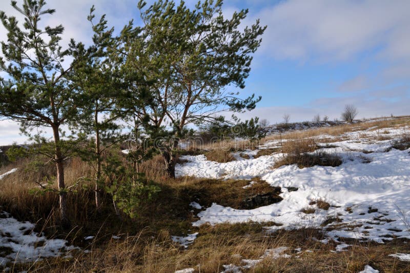 Spring snow melt_16 stock photo. Image of trees, cold - 83431028