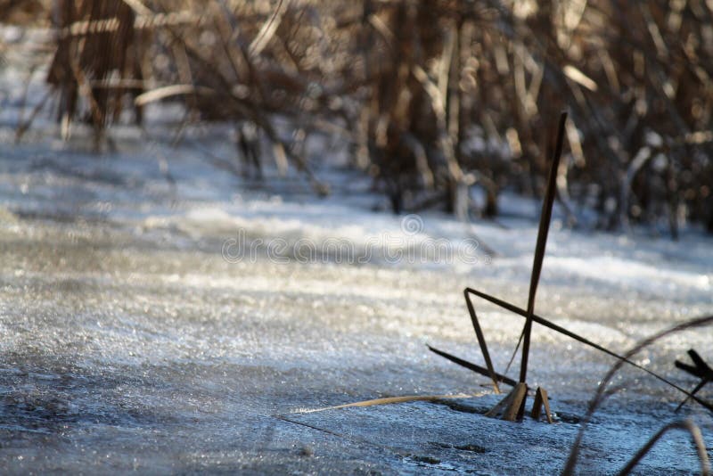 Spring, Snow, Snow Melts, Sun, Grass,river Stock Photo - Image of tree ...
