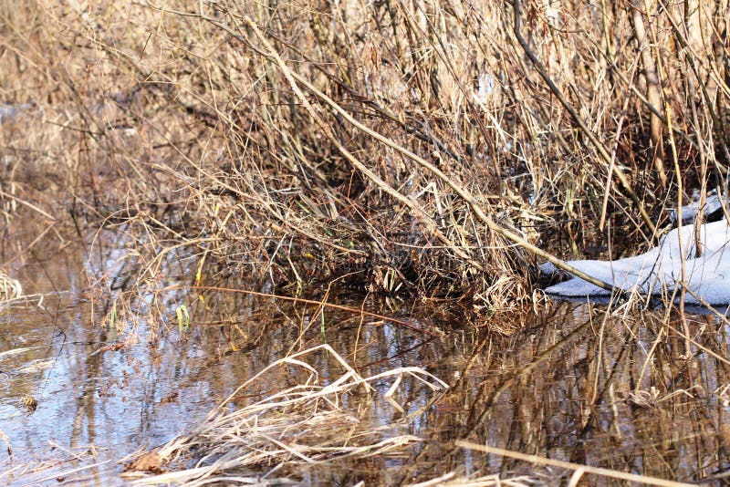 Spring, Snow, Snow Melts, Sun, Grass,river Stock Photo - Image of river ...