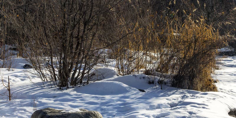 Spring snow. stock photo. Image of leaves, spring, plants - 110649706