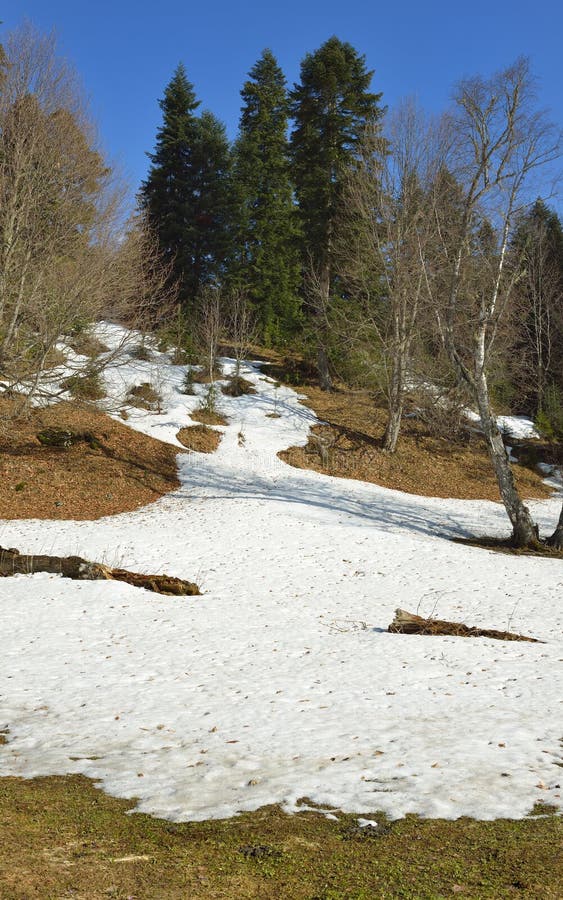 Spring snow stock photo. Image of russia, outdoor, pine - 53390024