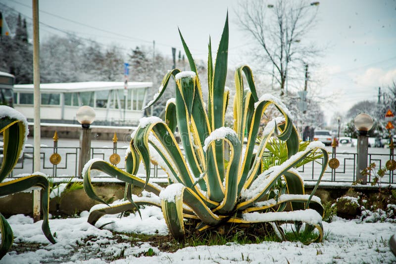 Spring Snow on Palm Trees in the City Stock Photo - Image of palm ...