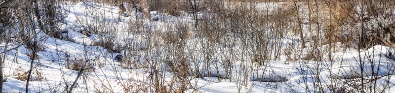 Spring snow. stock image. Image of leaves, snow, color - 110617993