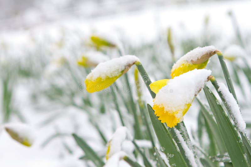 Daffodils in the Spring Snow Stock Image - Image of close, hardy: 30030159