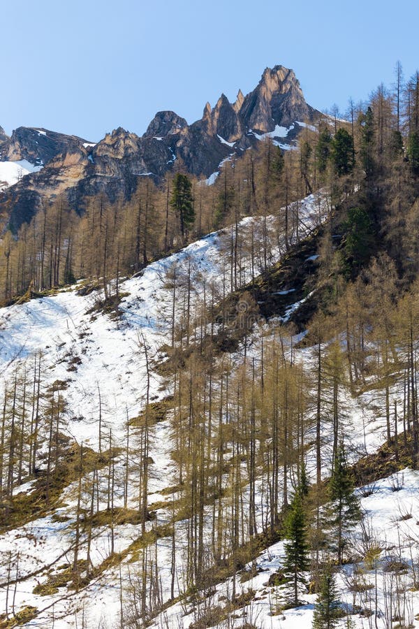 Spring Snow and Trees on the Slope. Grossglockner Pass in Austria Stock ...