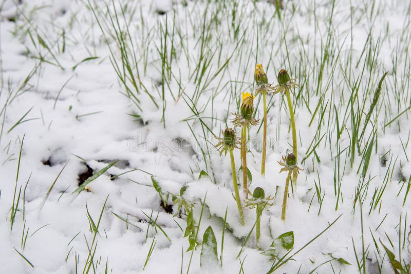 Spring Snow. White Snow on a Meadow with Dandelion Blooming, Stock ...