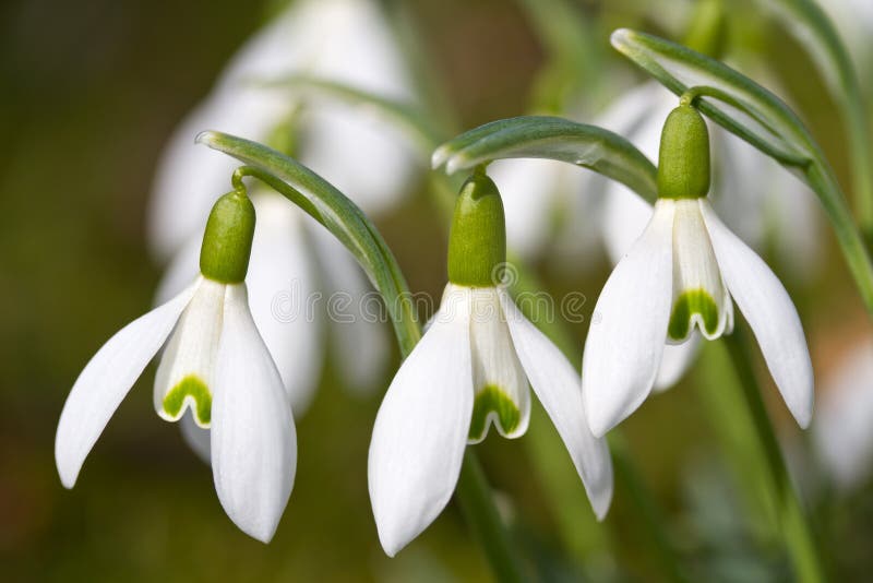 Spring snowdrop flowers stock photo. Image of stem, spring - 23806390