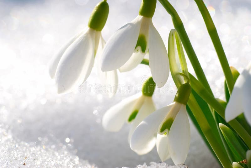 Crocus-snowdrops stock photo. Image of crocus, macro, fresh - 8585824