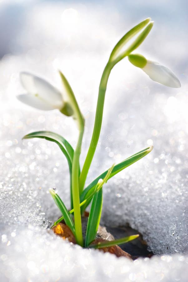 First Spring Flowers Snowdrops with Rain Drops Stock Image - Image of ...