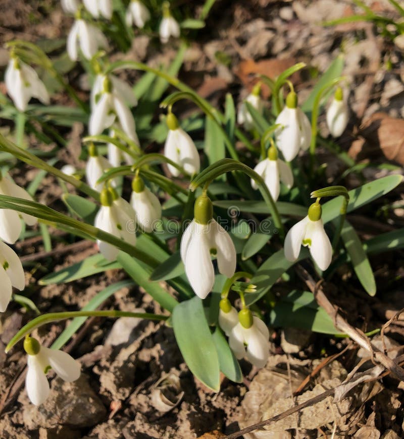 Spring Snowdrop Flowers Blooming in Sunny Day Stock Photo - Image of ...