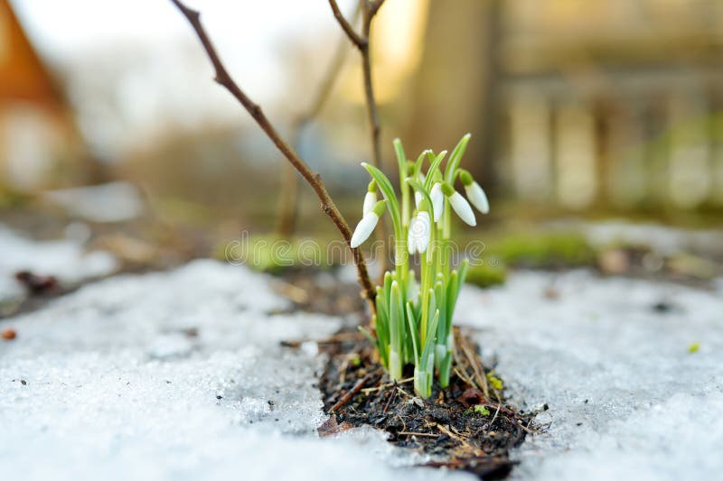 Spring Snowdrop Flowers Blossoming Outdoors Stock Photo - Image of ...