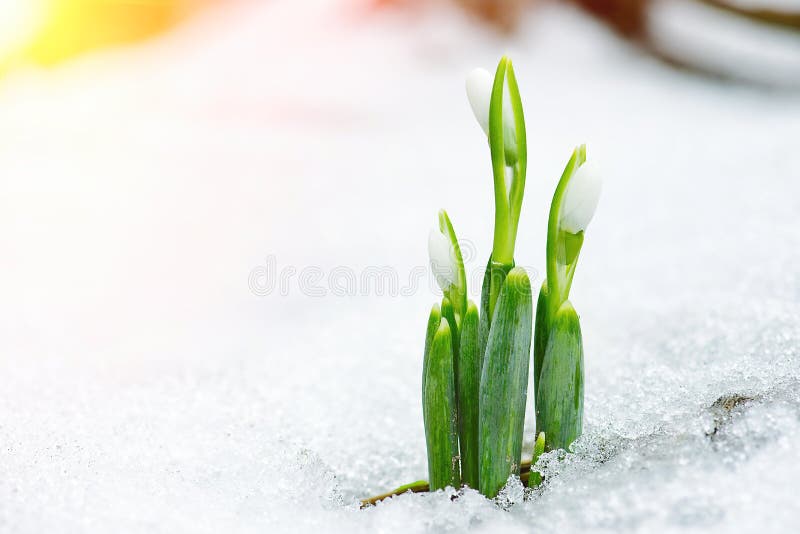 Spring Snowdrop Flowers Coming Out from Snow with Sun Rays Stock Image ...