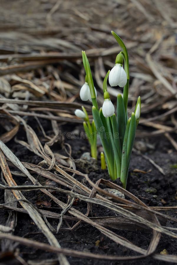 Spring Snowdrop Flowers in Forest Stock Photo - Image of bloom ...