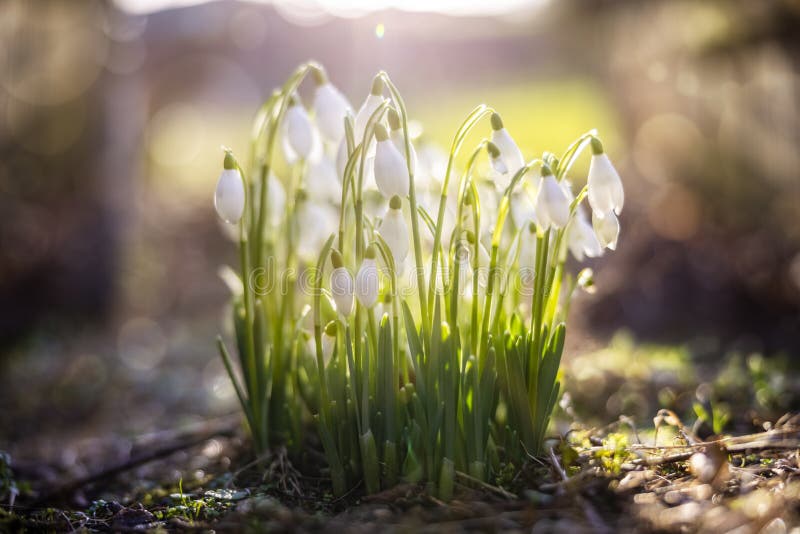Growing up stock image. Image of development, gauge, conscious - 29084717