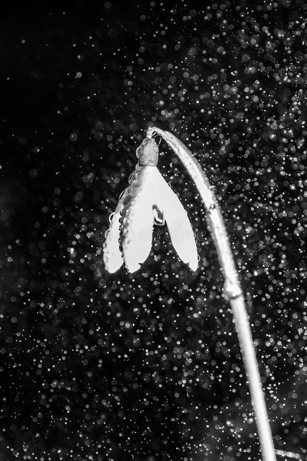 Snowdrop Flowers Galanthus Nivalis Stock Image - Image of belgium ...