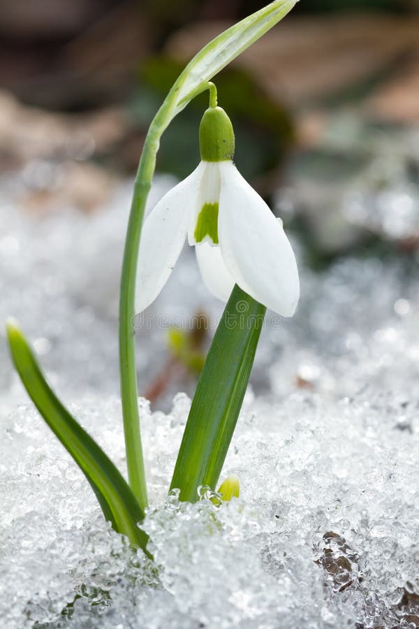 Spring snowdrop flowers stock image. Image of life, beautiful - 48929161