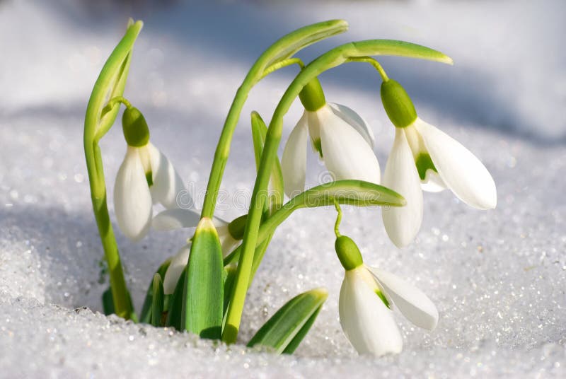 Spring snowdrop flowers stock image. Image of natural - 34232689
