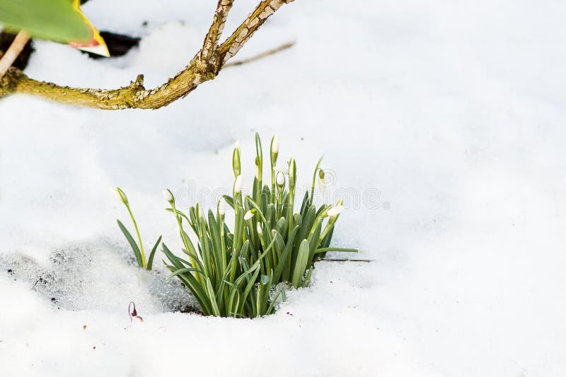 Spring Snowdrop Flowers with Snow Stock Photo - Image of garden ...