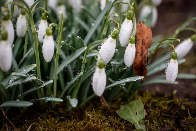 Spring Snowdrop Flowers. Water Drops Stock Image - Image of natural ...