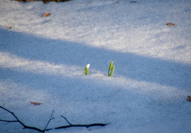Spring Snowdrop Peeking Out from Under the Snow Stock Image - Image of ...