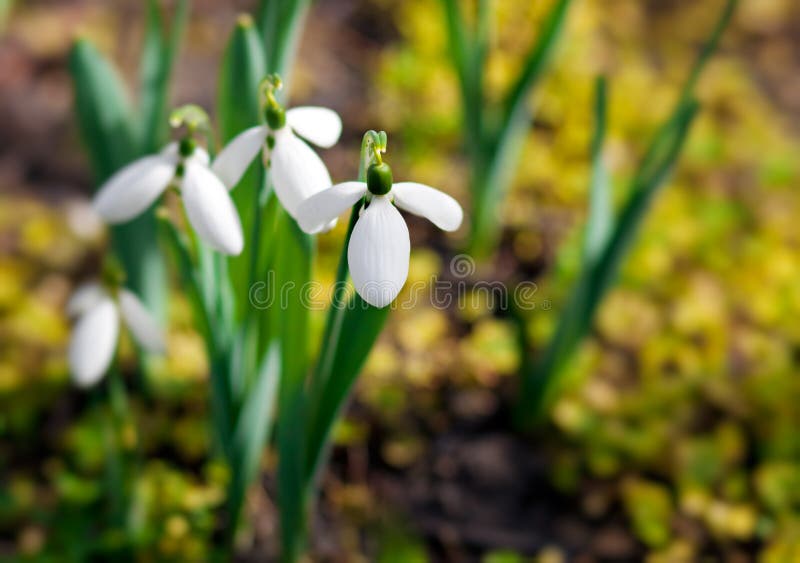 Spring snowdrops stock image. Image of closeup, petal - 13108747