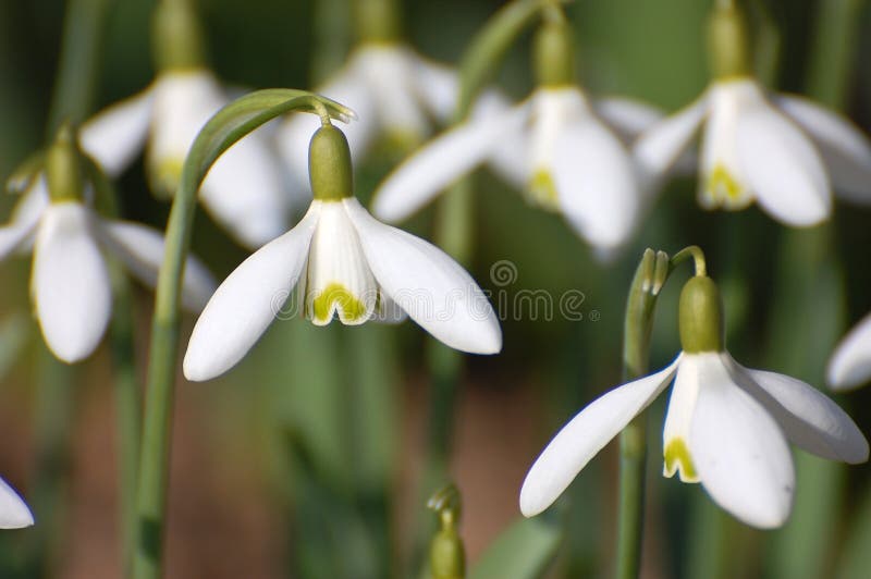 Spring snowdrops stock photo. Image of bright, macro - 13621872