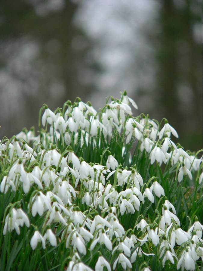 Spring Snowdrops Picture. Image: 2005191