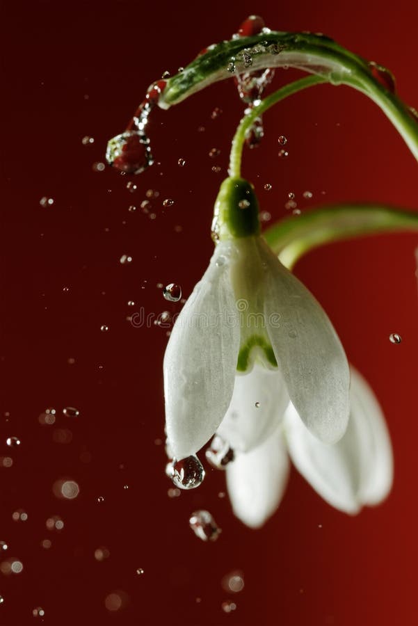 Spring snowdrops. stock image. Image of plant, head, bunch - 24809017