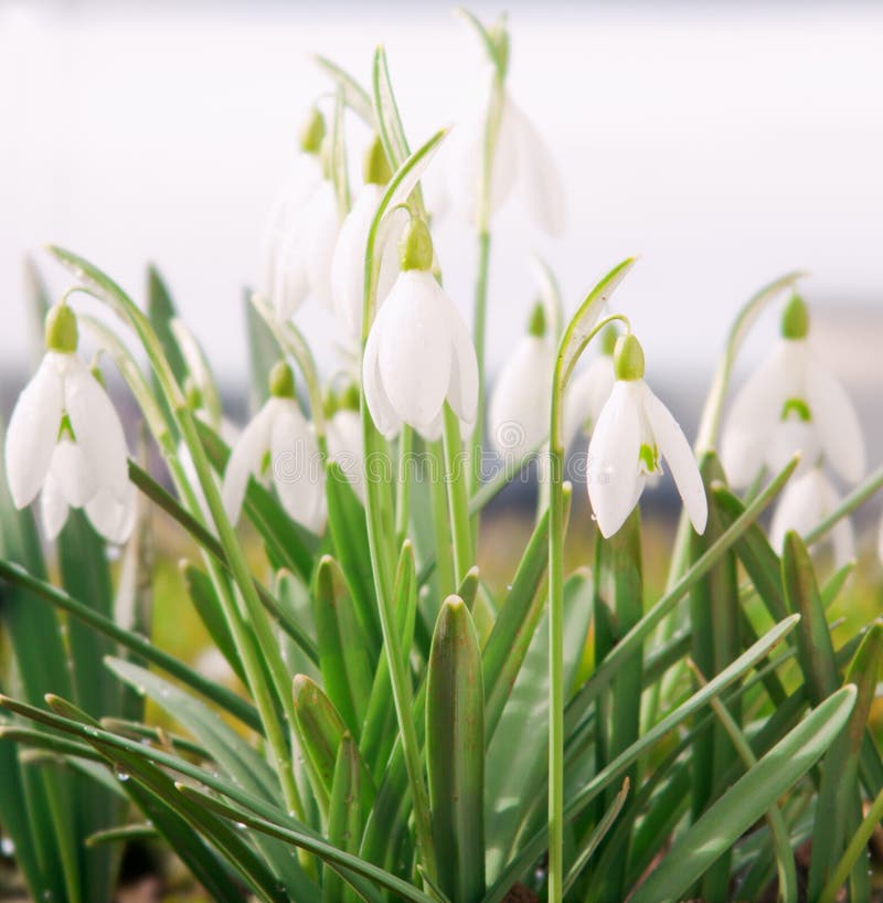 Snowdrops on snow stock photo. Image of growing, plant - 4832412
