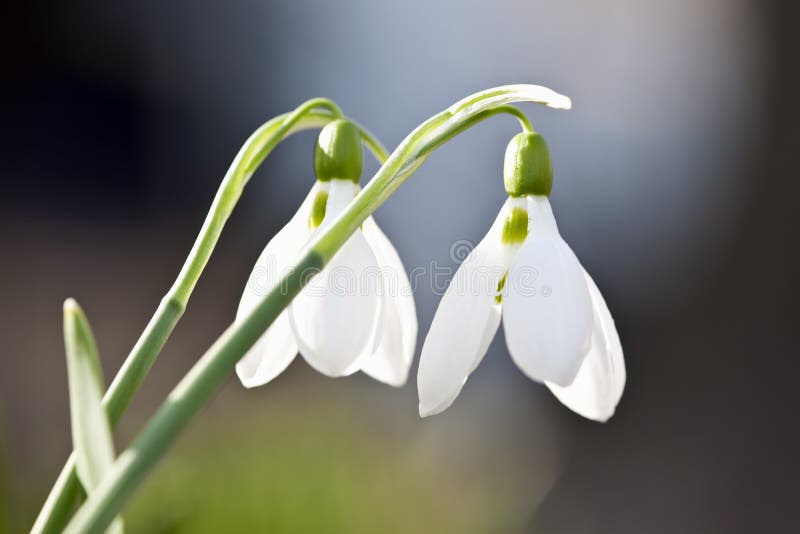 White snowdrop flower stock image. Image of green, outdoor - 12317007
