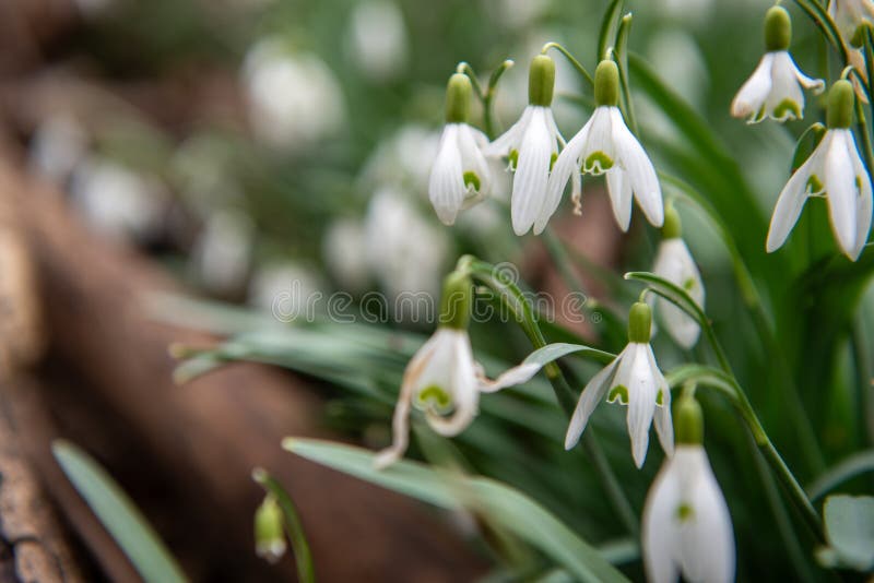 Spring Snowdrops Forest Park Green Stock Image - Image of green ...